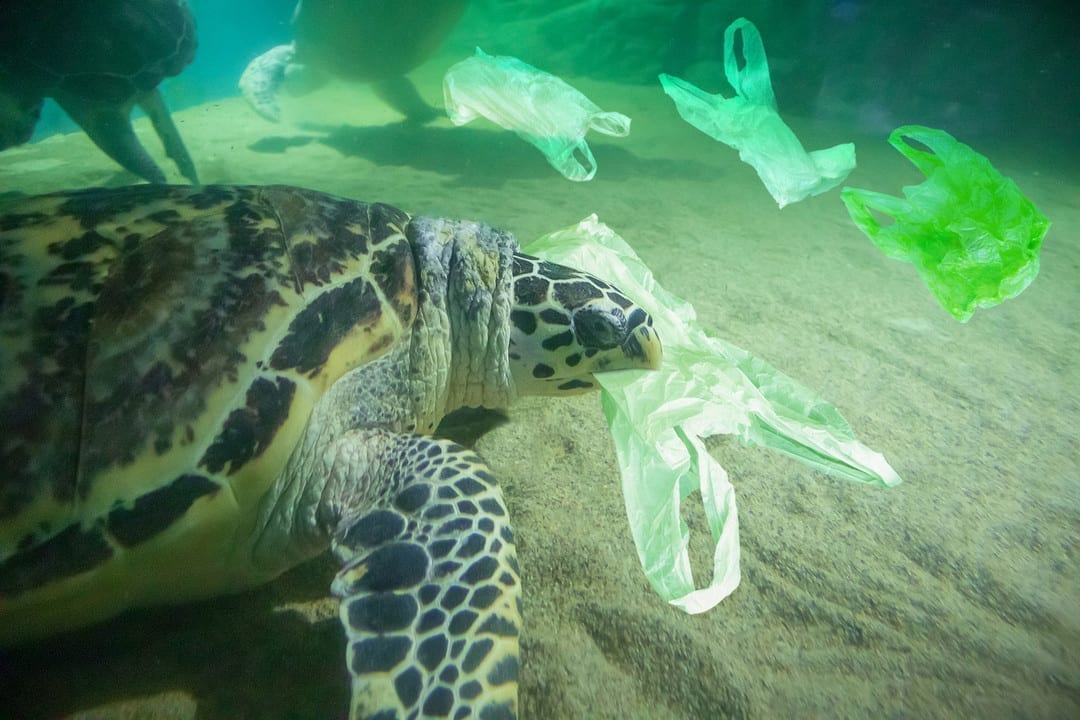 Solving Plastic Waste with Ancient Products | Ranpak
